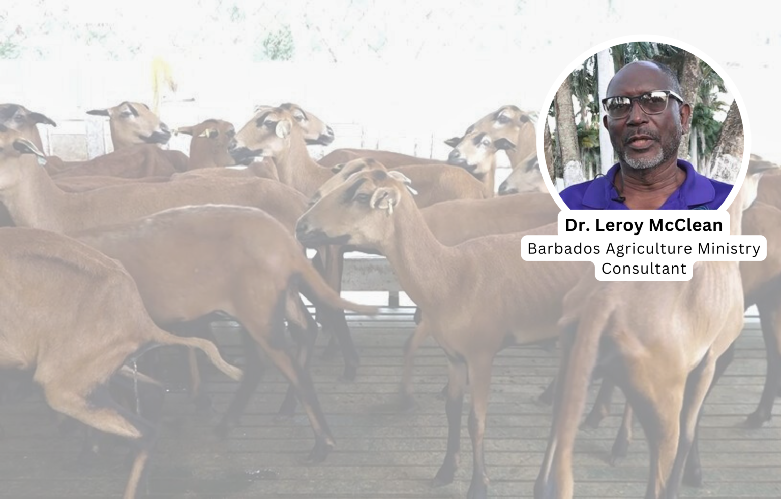 Black Belly Sheep Project Shows Progress, Barbadian Technical Team ...