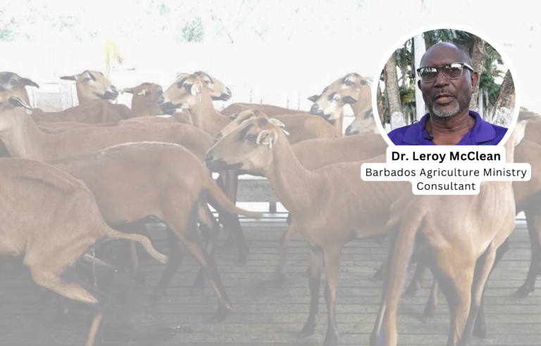 Black Belly Sheep Project Shows Progress, Barbadian Technical Team ...